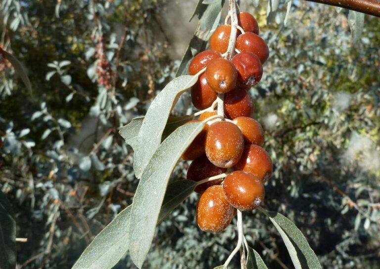Elaeagnus Angustifolia – Seeing Beyond Catastrophe